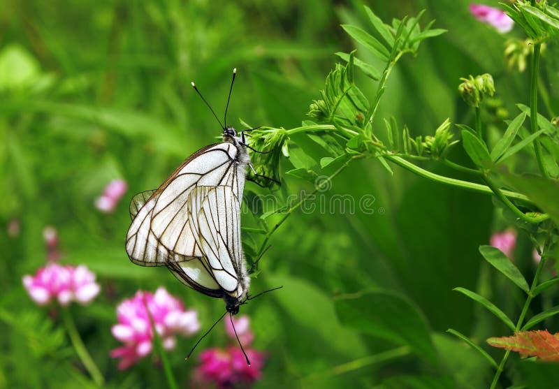 White Butterflies Together on Flower Stock Image - Image of white ...