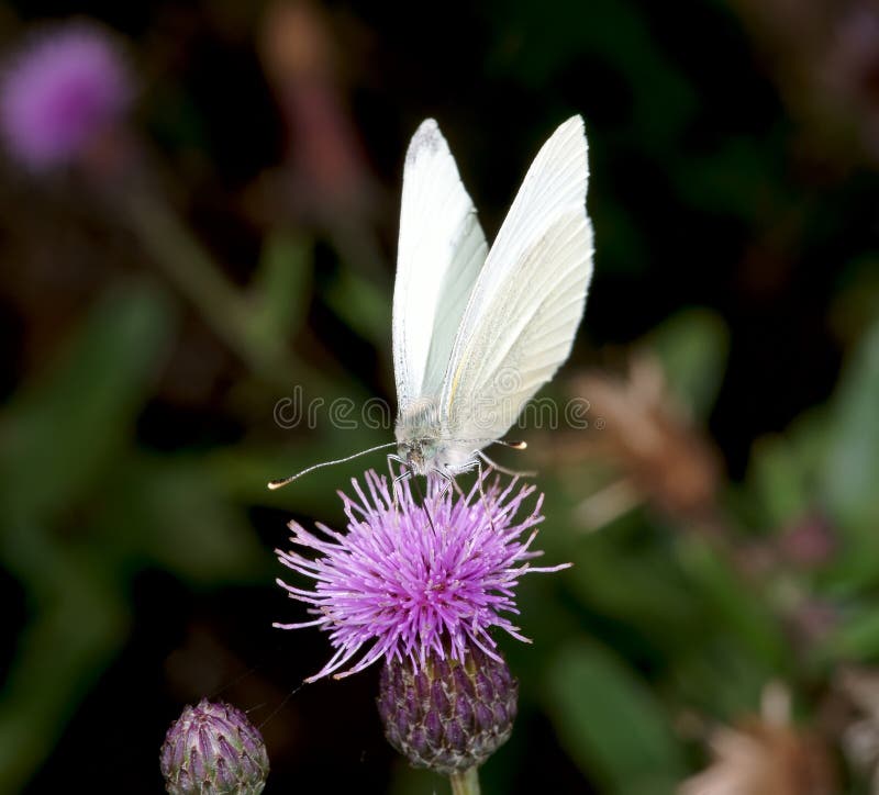 Pink butterfly stock photo. Image of garden, background - 8104444