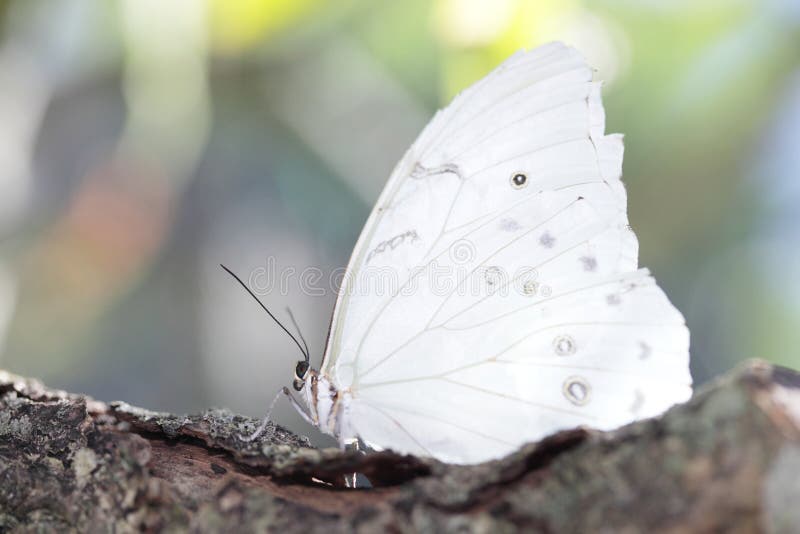 White butterfly stock photo. Image of blur, composition - 22835452