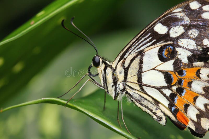 White Swallowtail Butterfly Stock Image - Image of nature, pollen: 29267651