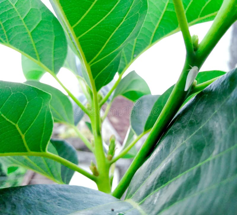White Butterfly on Avocado Leaf Stock Image - Image of butterfly ...