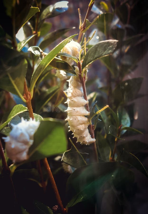 White Butterfly Caterpillar on a Tree Branch Stock Image - Image of ...