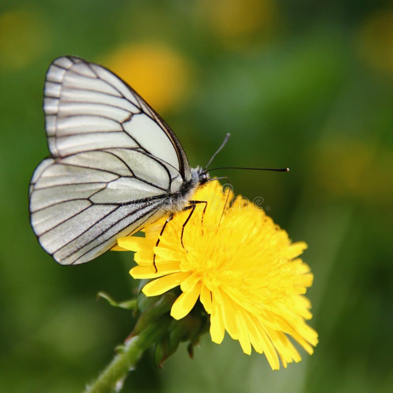 White Butterfly stock photo. Image of mood, gardening - 39534796
