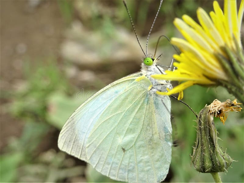 White Butterfly Drinking Nectar from a Dandelion Stock Photo - Image of ...