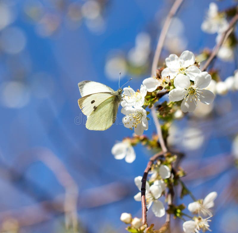 A Beautiful White Winged Butterfly on a Flower Stock Photo - Image of ...