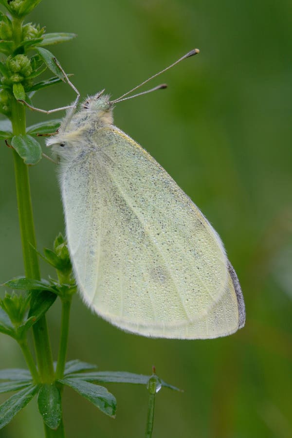 White butterfly stock image. Image of life, beautiful - 35683669