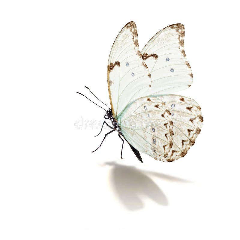 White butterfly flying stock image. Image of arthropod - 269803943