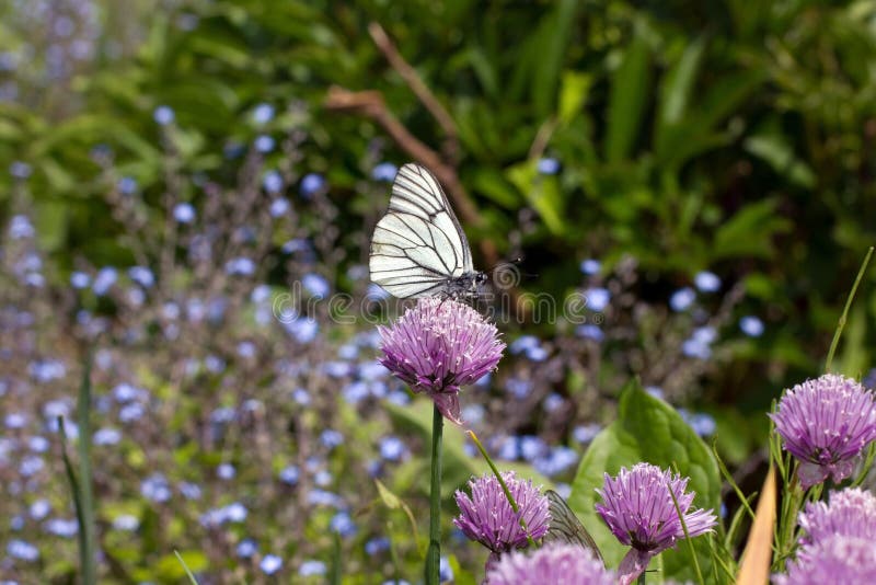 White Butterfly Flying in Flowers Stock Image - Image of garden, pretty ...