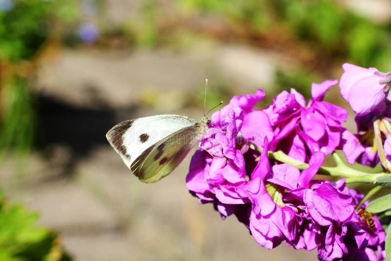 White Butterfly in the Garden Close Up Stock Image - Image of macro ...