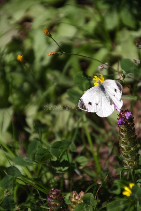 White Butterfly in the Garden Stock Photo - Image of macro, morpho ...