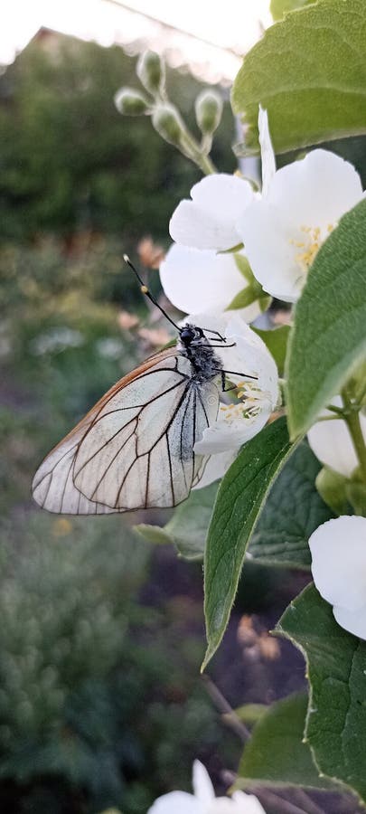 White butterfly on jasmine stock image. Image of nature - 285610143