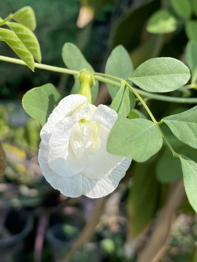 White Butterfly Pea Flower in the Garden Stock Photo - Image of spring ...