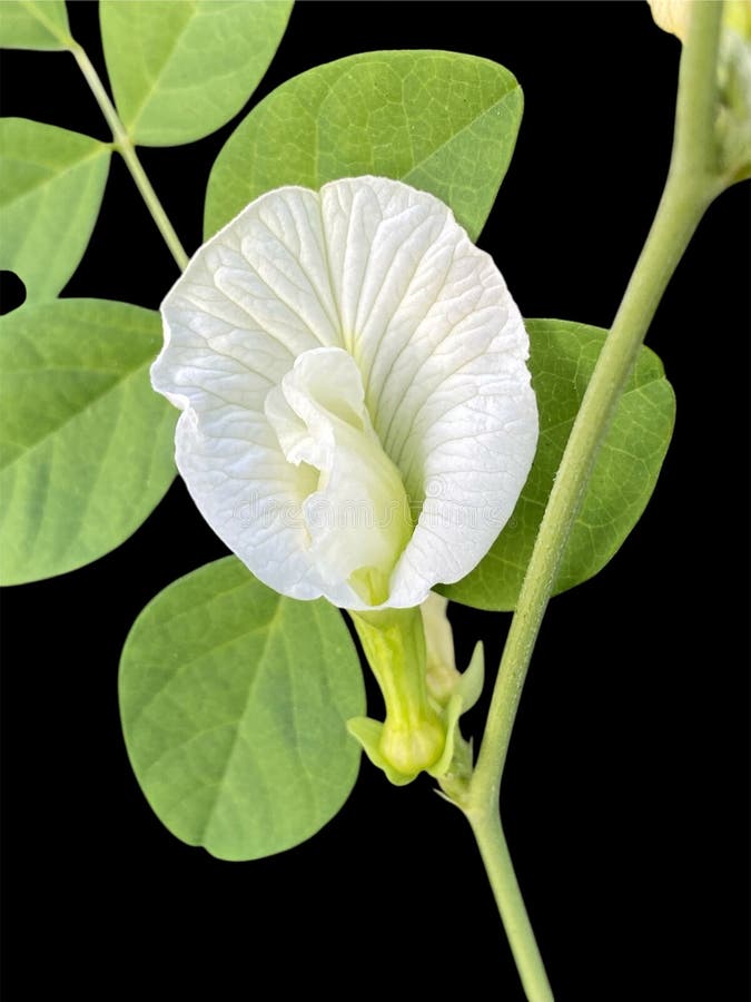White Butterfly Pea Flower of a Young Plant Stock Image - Image of ...