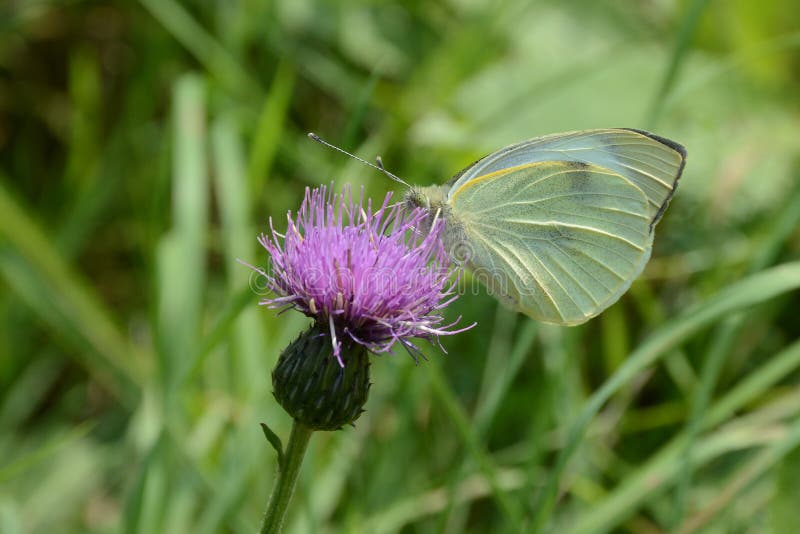 White Butterfly Pieris Brassicae on Purple Thistle Stock Image - Image ...