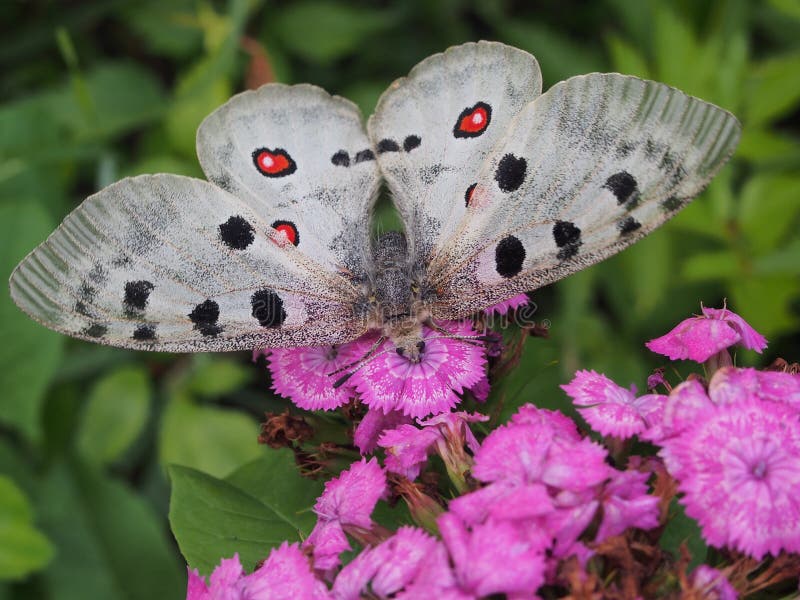 Black Butterfly With Red Spots Stock Image - Image of blue, klee: 26091593
