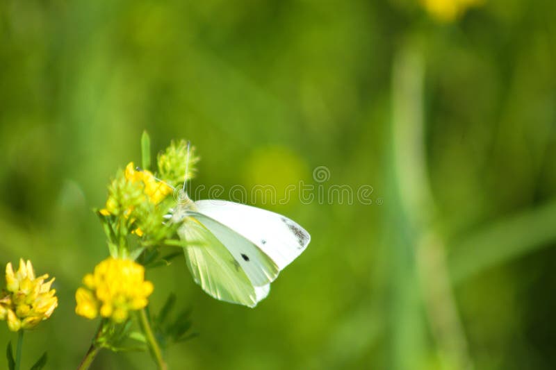 White Butterfly on Sickle Medick in Bloom Closeup View with Selective ...