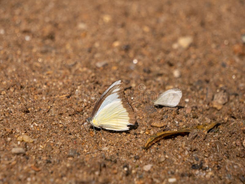 White Butterfly Standing on the Sand Stock Photo - Image of leaf ...