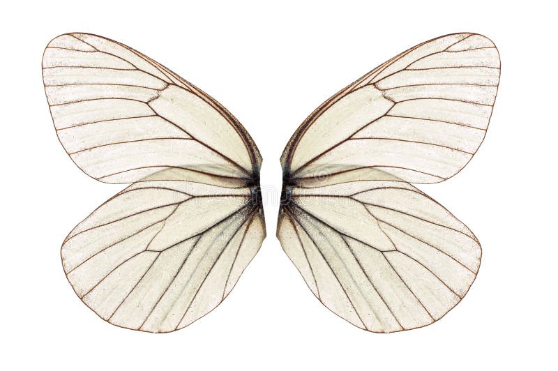 White butterfly wing stock image. Image of monarch, white - 46586891