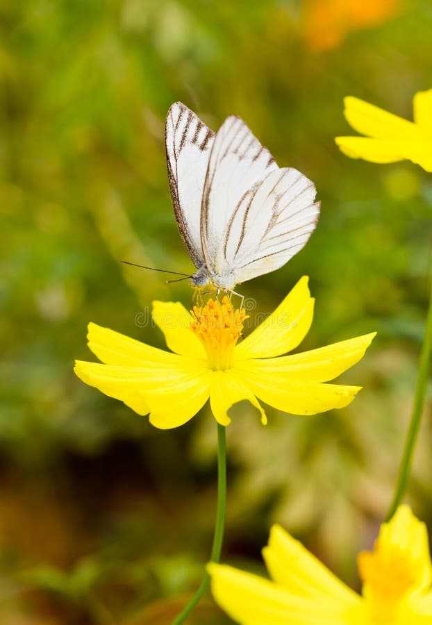 White Butterfly. stock image. Image of flame, park, green - 34913419