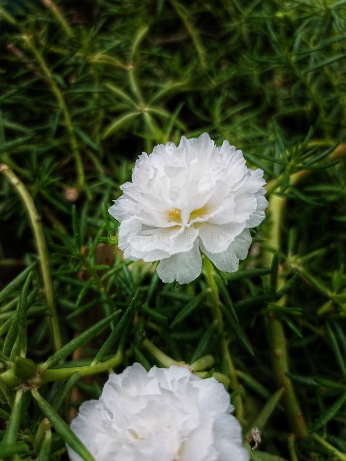 White Button Rose Potrait Picture Stock Photo - Image of white, button ...