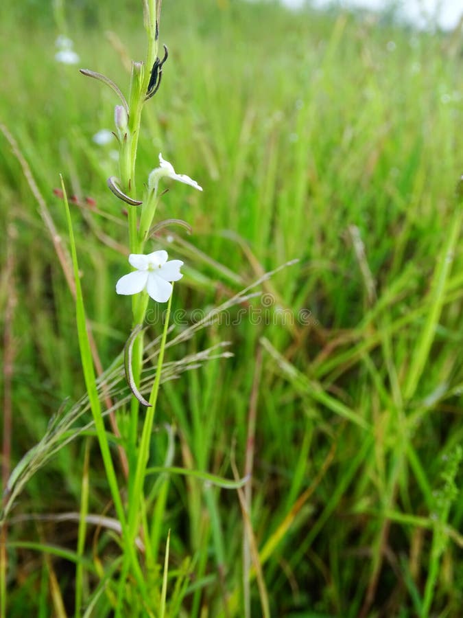 White Button Wild Flower Photography Stock Image - Image of wild ...