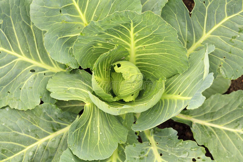 White cabbage stock photo. Image of outdoor, close, agriculture - 20302804