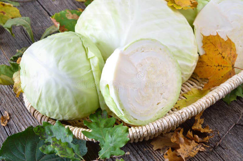 White cabbage stock photo. Image of farm, leaf, sauerkraut - 21705874