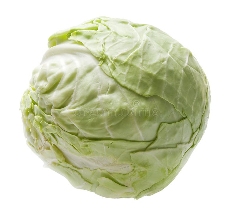 White cabbage stock image. Image of plant, cabbage, head - 25102249