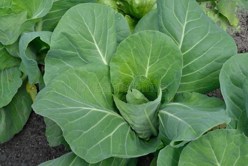 White cabbage stock image. Image of garden, vegetable - 25481011