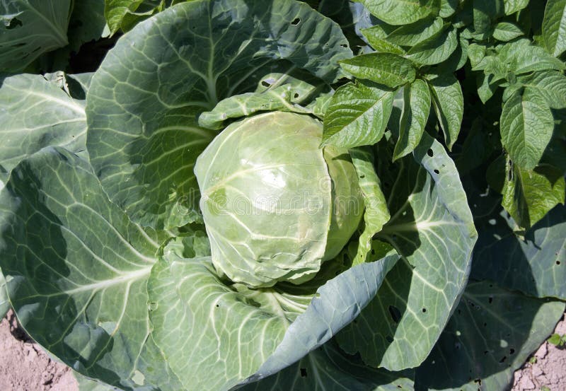 White cabbage stock photo. Image of field, horizontal - 25969432