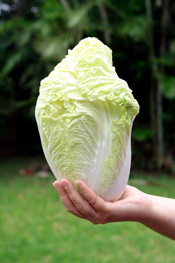 White cabbage stock image. Image of background, crisphead - 4748033