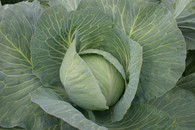 White Cabbage stock image. Image of agriculture, brassica - 838625