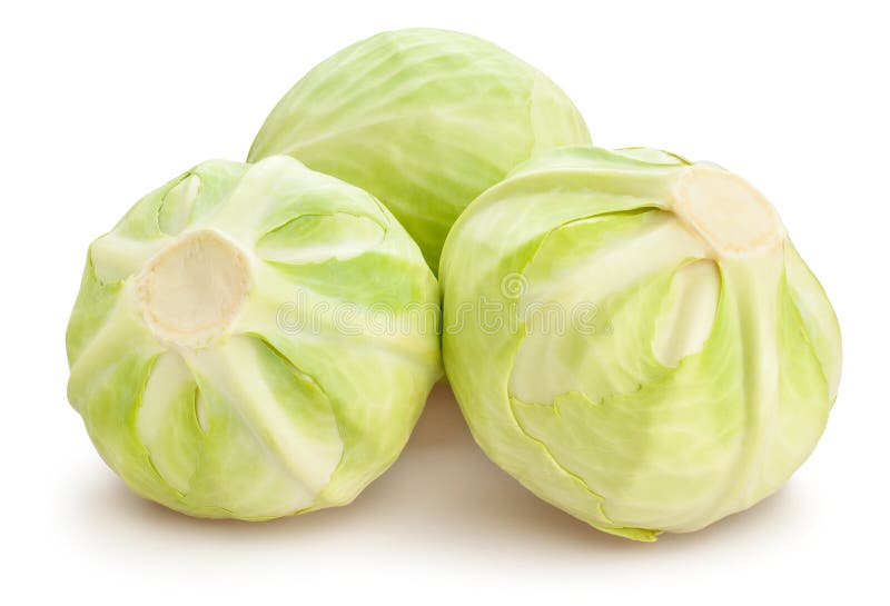 White cabbage stock photo. Image of bright, delicious - 83285204