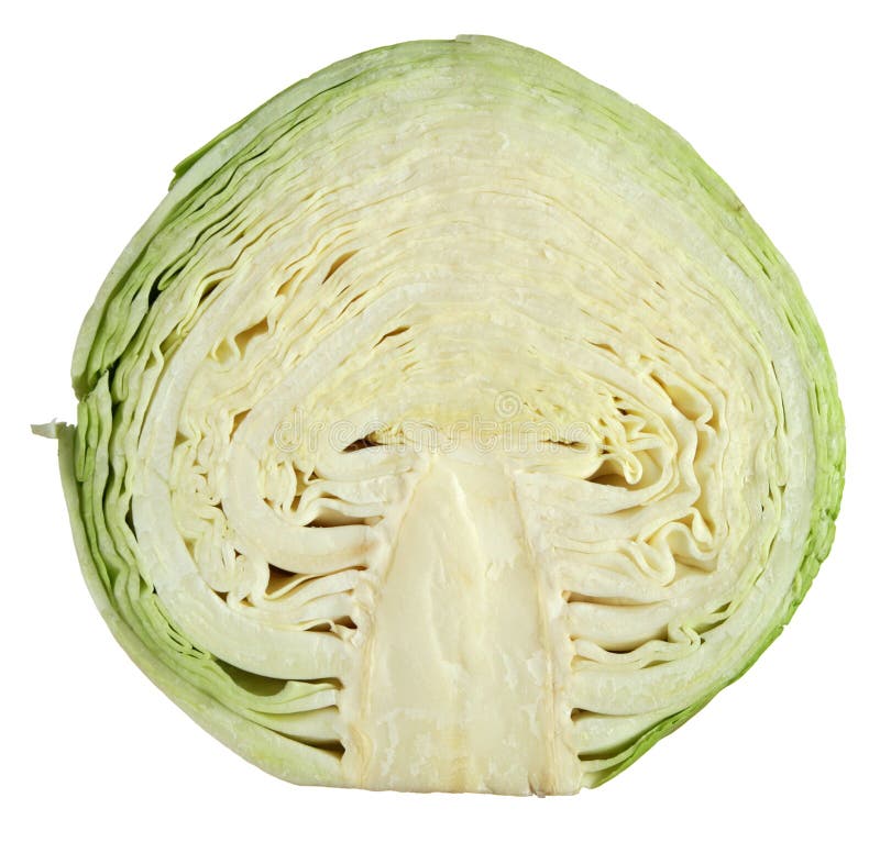 White Cabbage Cut In Half Stock Image - Image: 3112481