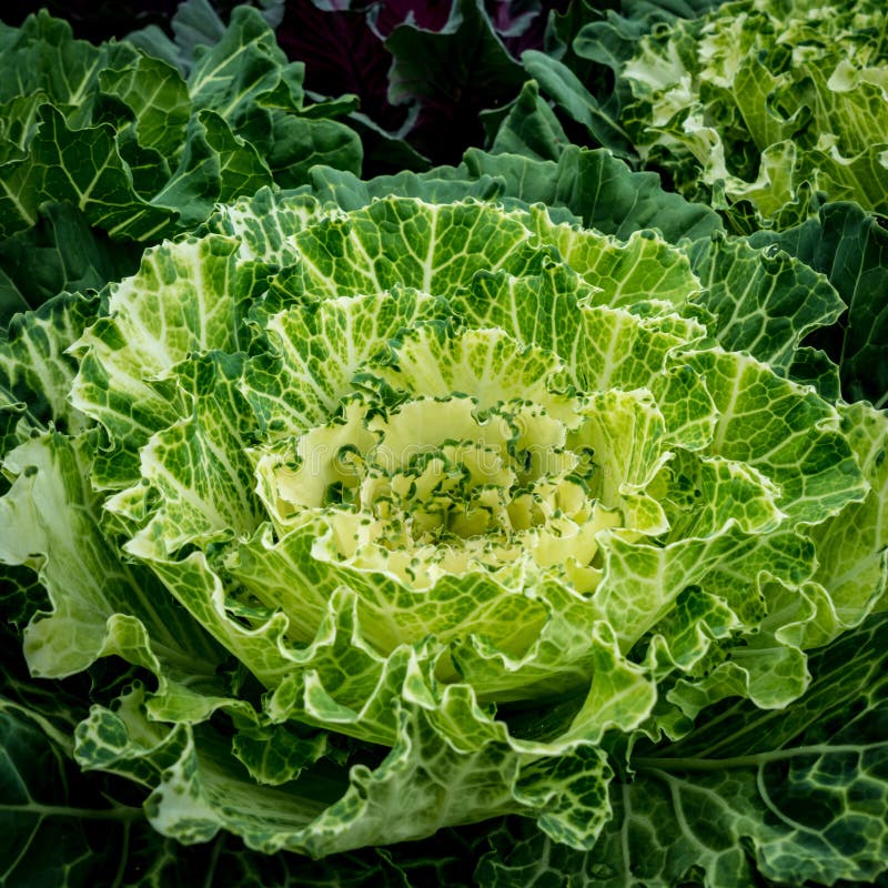 White cabbage in farm stock photo. Image of cabbage, plant - 87962584