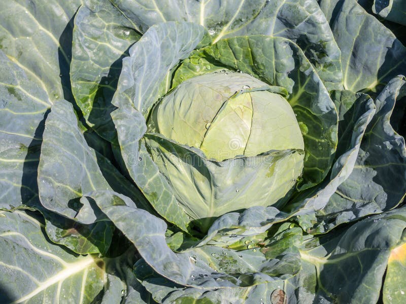 White cabbage in the field stock image. Image of leaf - 195112493