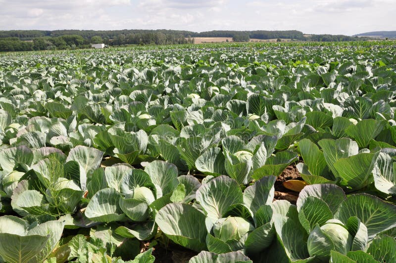 White cabbage field stock image. Image of vegetable, garden - 27050761