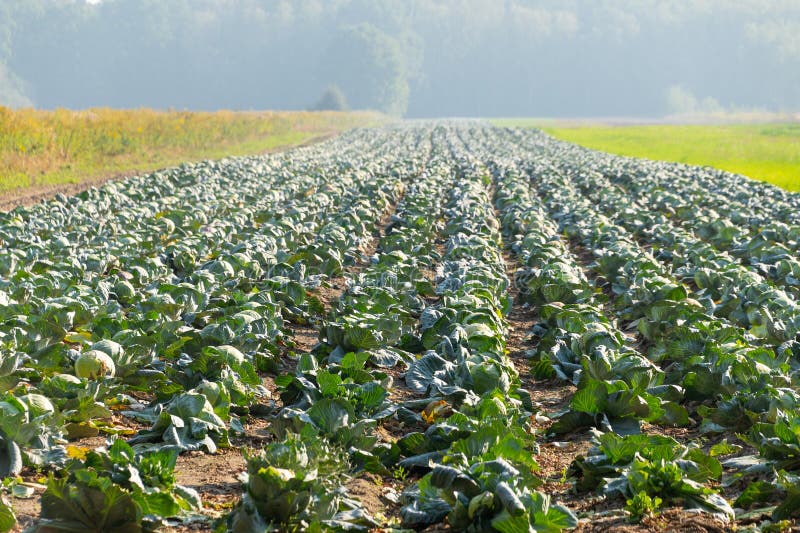White Cabbage Field. Growing and Harvesting Stock Photo - Image of ...