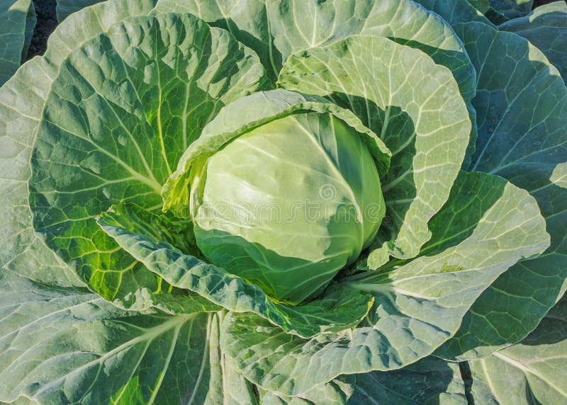 White Cabbage in the Field stock photo. Image of field - 339827404
