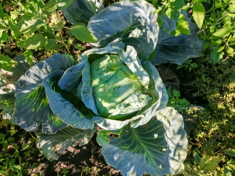White Cabbage in the Garden Close-up. Winter Cabbage. Top View of the ...