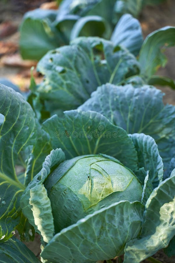 White Cabbage in the Garden, after Rain Stock Photo - Image of farm ...