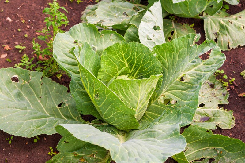 White Cabbage in the Garden. Young White Cabbage Beaten with Hail Stock ...