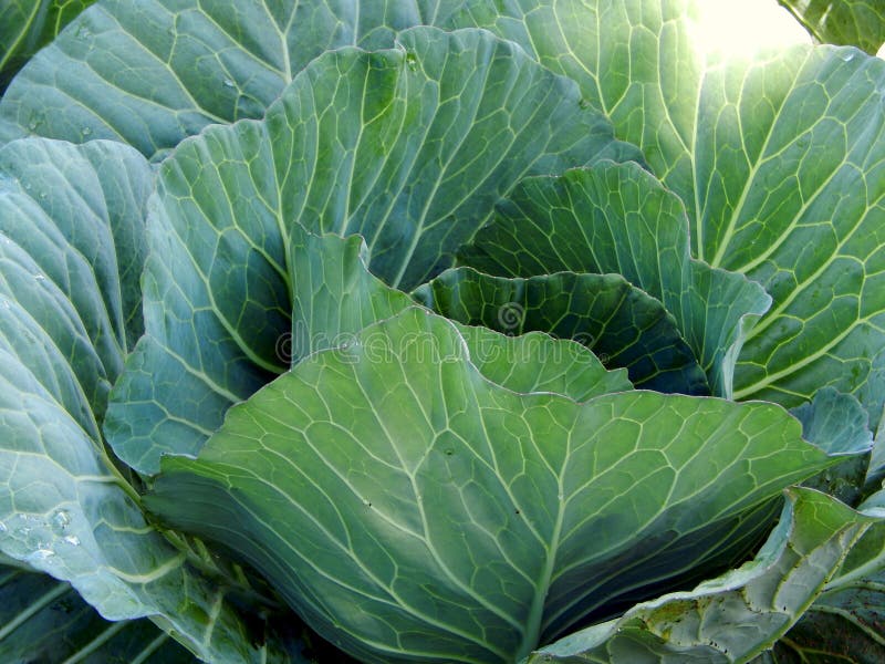 White Cabbage stock photo. Image of asia, fertile, cabbages - 49793046