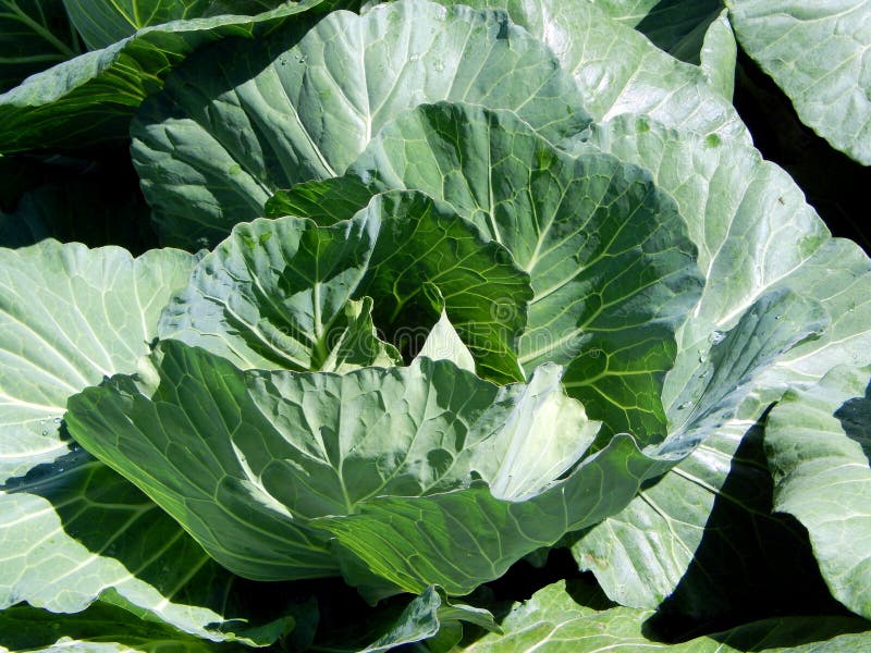 White Cabbage stock photo. Image of morning, grows, cabbages - 49793178
