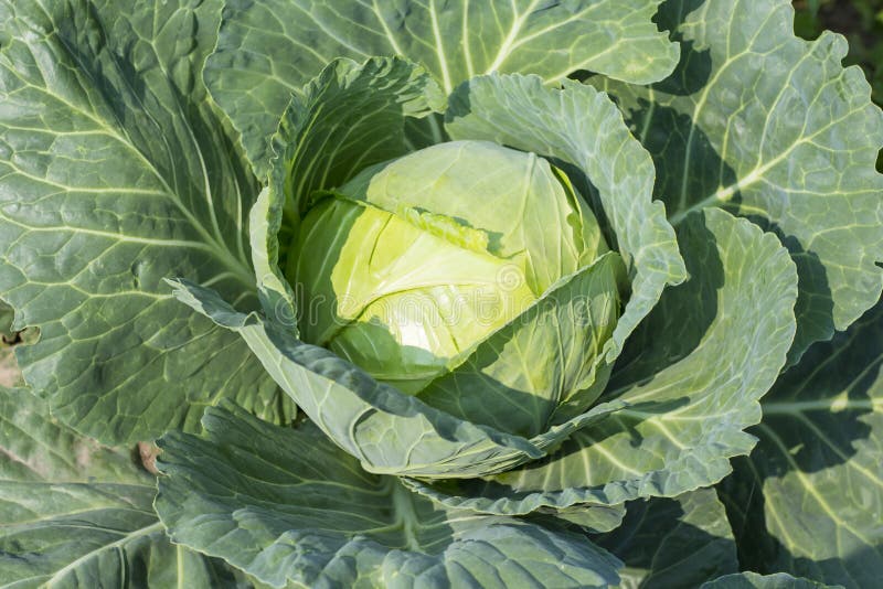 White Cabbage Growing in the Garden in Sunny Weather Stock Image ...