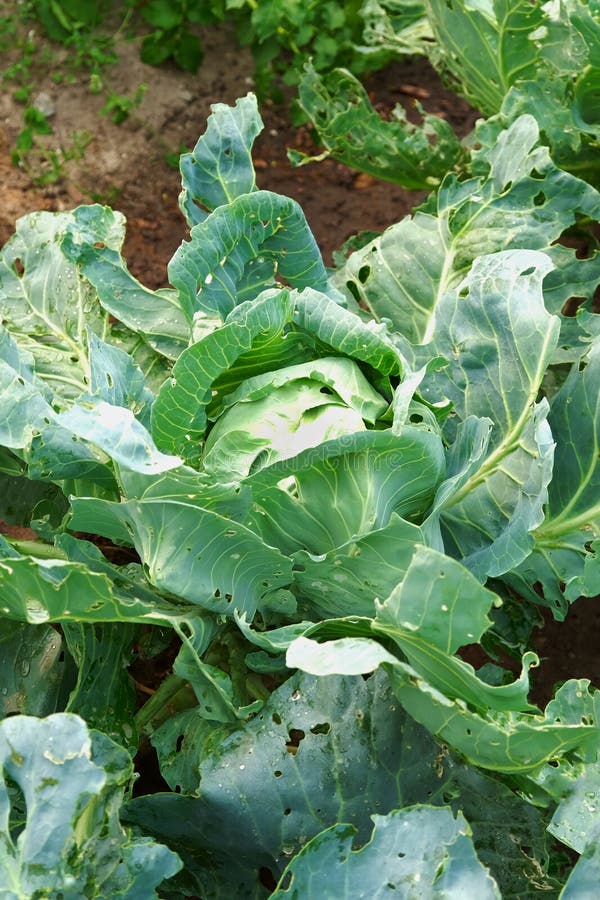 White Cabbage Growing in Garden, Top View. a Patch of Cabbage Overgrown ...