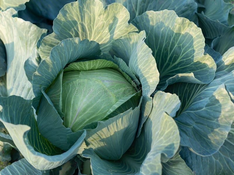 White Cabbage Grows on a Vegetable Plot in the Garden Stock Photo ...