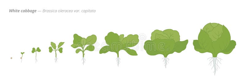 Cabbage Plant. Growth Stages. Ripening Period. the Life Cycle of the ...