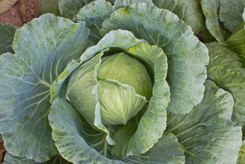White Cabbage Head in a Field Stock Image - Image of field, full: 27937047