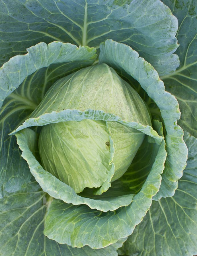 White Cabbage Head in a Field Stock Image - Image of cultivated, garden ...